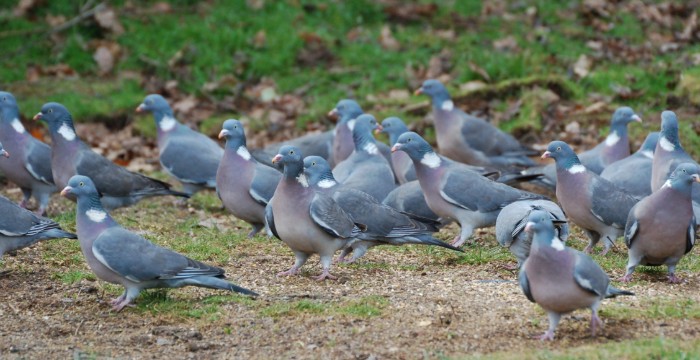 GWCT Cymru - Game & Wildlife Conservation Trust in Wales - Game and ...