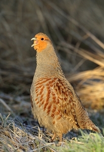 Grey partridge - Game and Wildlife Conservation Trust