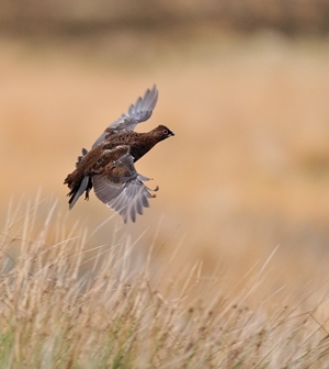 Red grouse - Game and Wildlife Conservation Trust