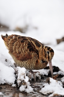 Woodcock - Game and Wildlife Conservation Trust