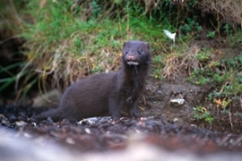 American mink - Game and Wildlife Conservation Trust