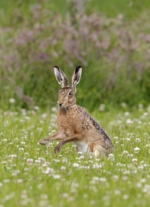 Brown hare - Game and Wildlife Conservation Trust