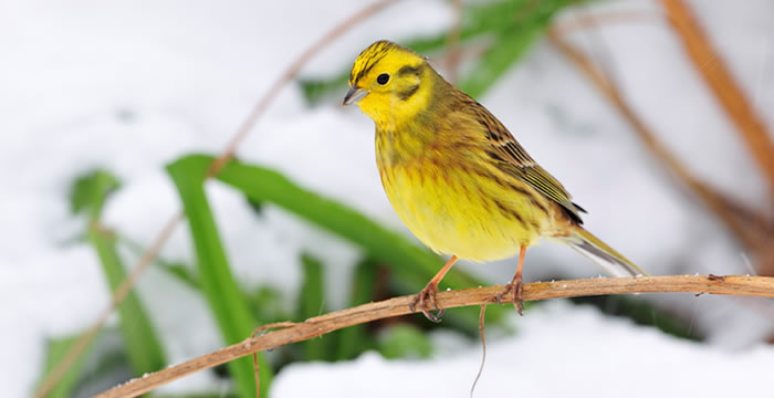 Farming - Game and Wildlife Conservation Trust