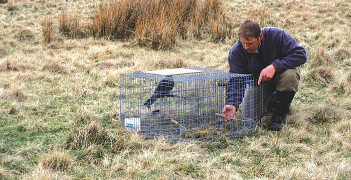 Scotland - Game and Wildlife Conservation Trust