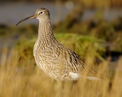 Curlew: Your essential brief - Free Guide - Game and Wildlife ...